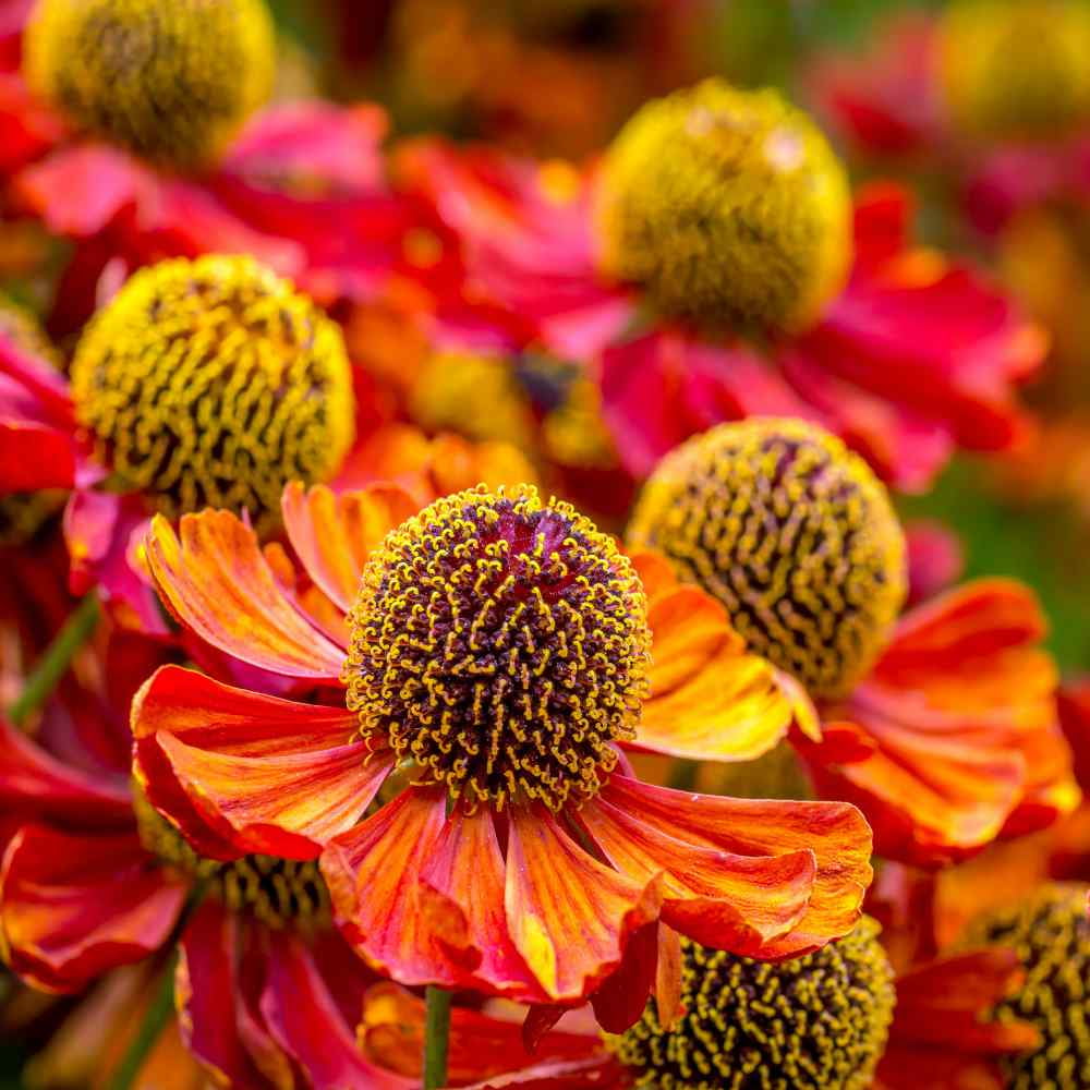 Outsidepride Helenium Autumnale - 4000 Seeds - Walmart.com