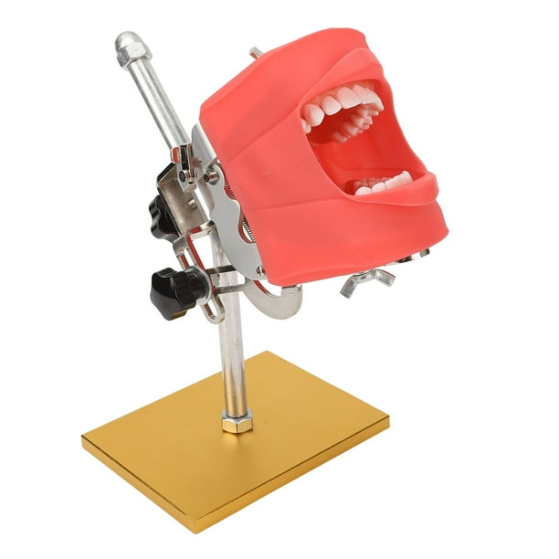 Teeth Model Bracket, Oral Simulation Demonstration Stainless Steel ...