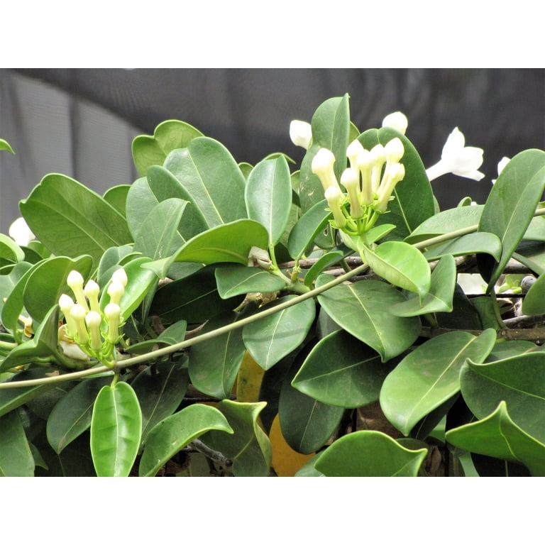 Stephanotis Vine Seeds
