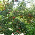 Expert Gardener 2-3 ft tall Red Delicious Apple Live Tree in 5-Gallon ...