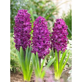 Sumatra Calla Lily Bulb 14/16cm - Gorgeous Pink! - Walmart.com