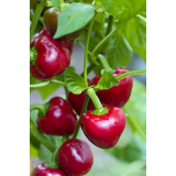Sweet Red Cherry Pepper Seeds, 25 Heirloom Seeds Per Packet, Non GMO ...