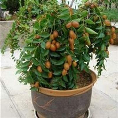 Chinese Date Bonsai Tree Seeds for Planting - 6 Seeds - Jujube, Chinese ...
