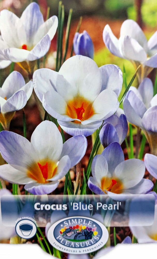 Blue Pearl Snow Crocus 20 Bulbs - Very Hardy! - 5/+ cm Bulbs - Walmart.com