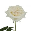 Bloomingmore Farm Direct White Ranunculus Fresh Cut Flowers - 140 Stems ...