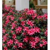 Encore Azalea Autumn Sundance (1 Gallon) Pink Flowering Shrub - Full ...