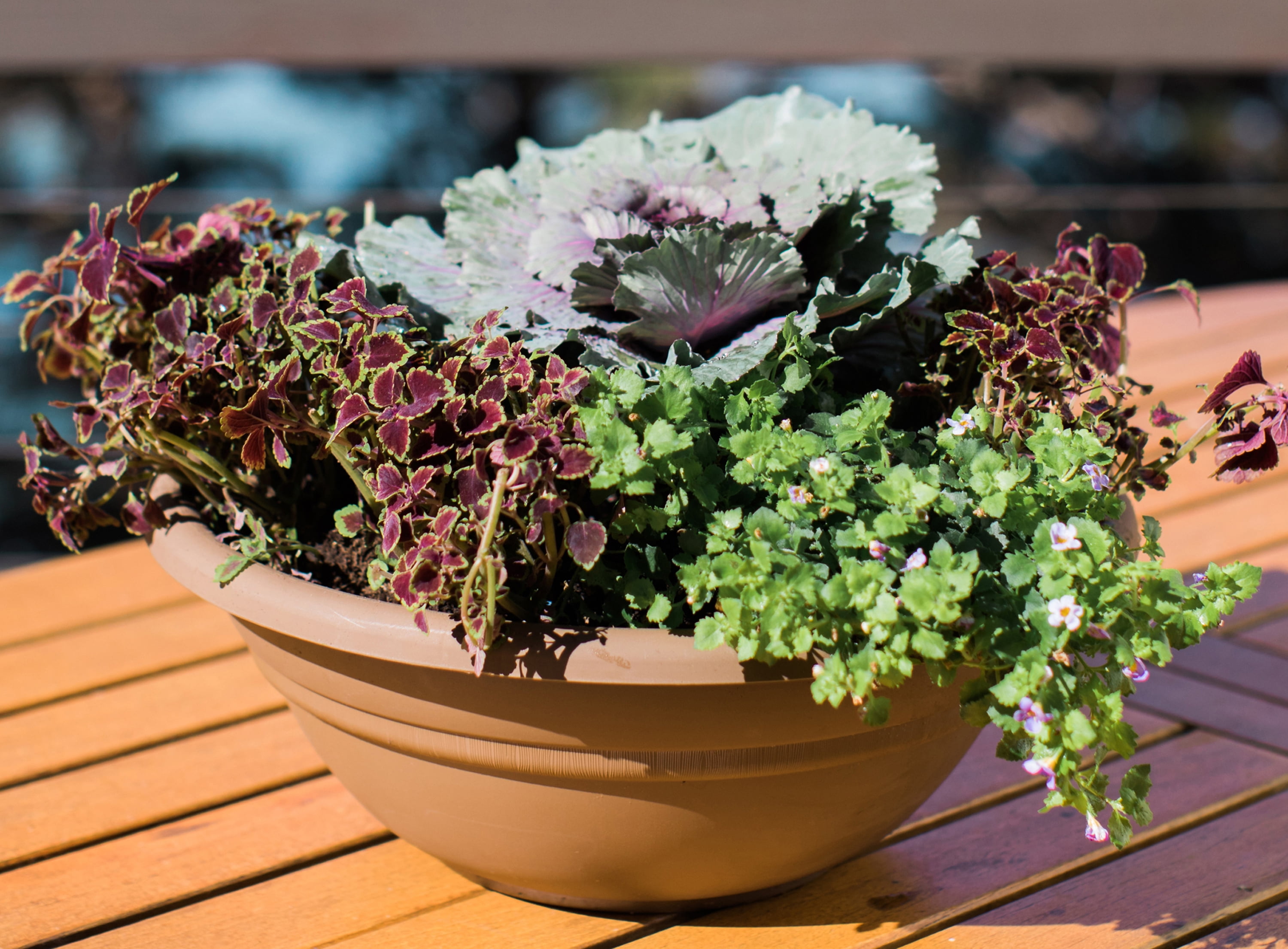 Bloem Milano Plant Bowl 17" Terra Cotta - Walmart.com