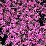 200 MAGENTA PINK LOBELIA Regatta Lobelia Erinus Flower Seeds - Walmart.com