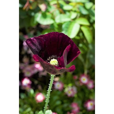 250 GOLDEN MARGUERITE DAISY Dyer's Yellow Chamomile Anthemis Tinctoria ...