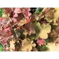 Caramel Heuchera in Trade Gallon Size Containers// Coral Bells--(0.667 ...