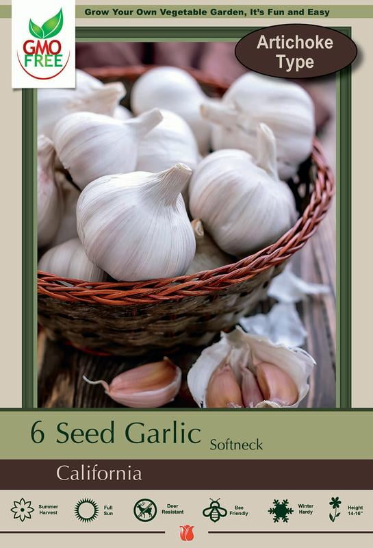 California Baja White Softneck Garlic Bulbs - 6 Jumbo Bulbs - Walmart.com
