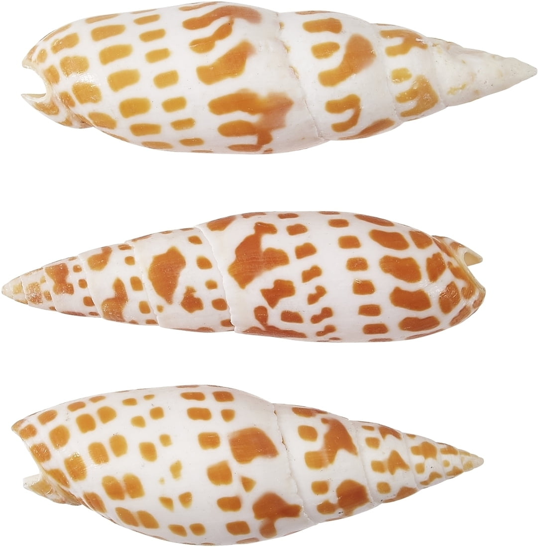 3 Episcopal miter Sea snail (Mitra Episcopalis) Shells 3-4" (Set of 3 ...
