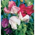 60 Mixed Colors SWEET PEA ROYAL Family Mix Lathyrus Odoratus Flower ...