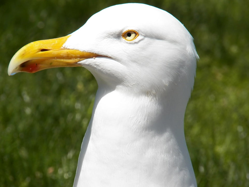 Bird Seagull Macro Close-up Gulls Eye Head Birds-20 Inch By 30 Inch ...