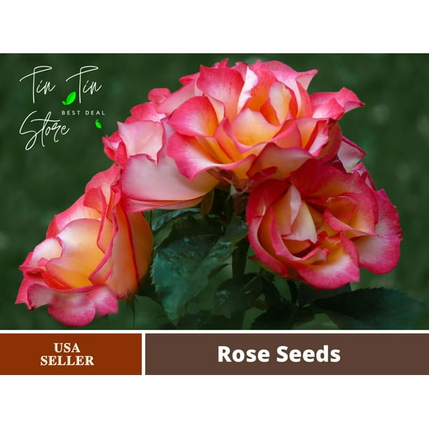 30 Rare seed-Love & Peace Rose Bush #1093-Authentic Seeds-Flowers-Seeds ...