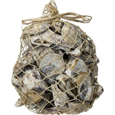 Alabaster Murex Seashell 4-5" - Walmart.com