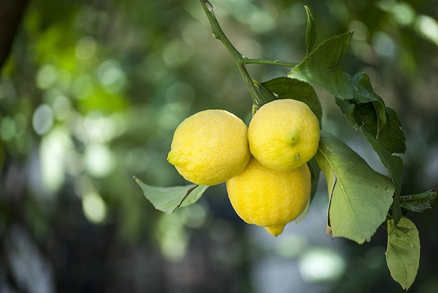 10 Barbados Nut Tree Seeds to Plant Physic Nut Jatropha curcas ...