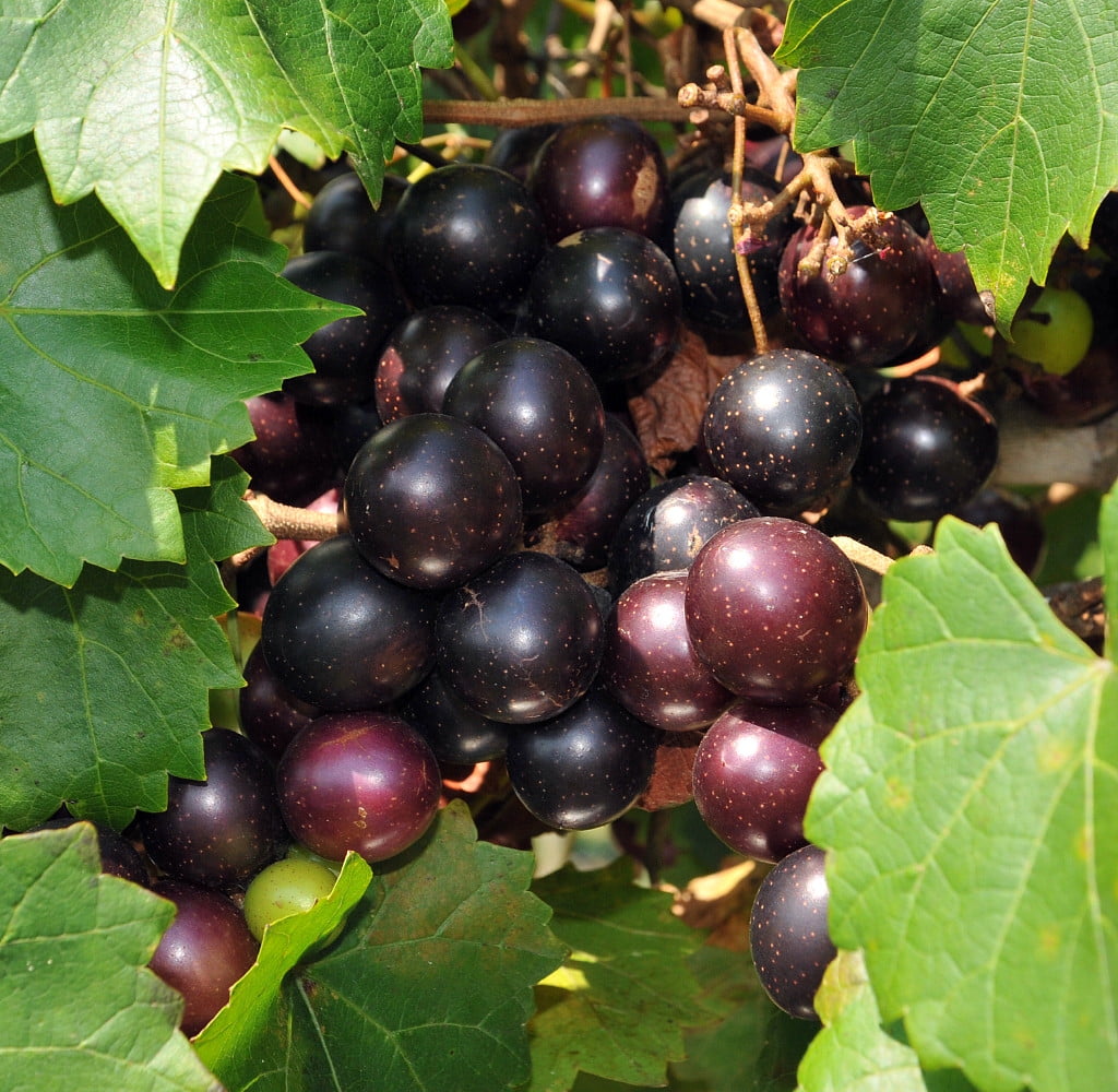 Hirt's Southern Jewel Muscadine Grape Plant - Self Fertile Variety ...