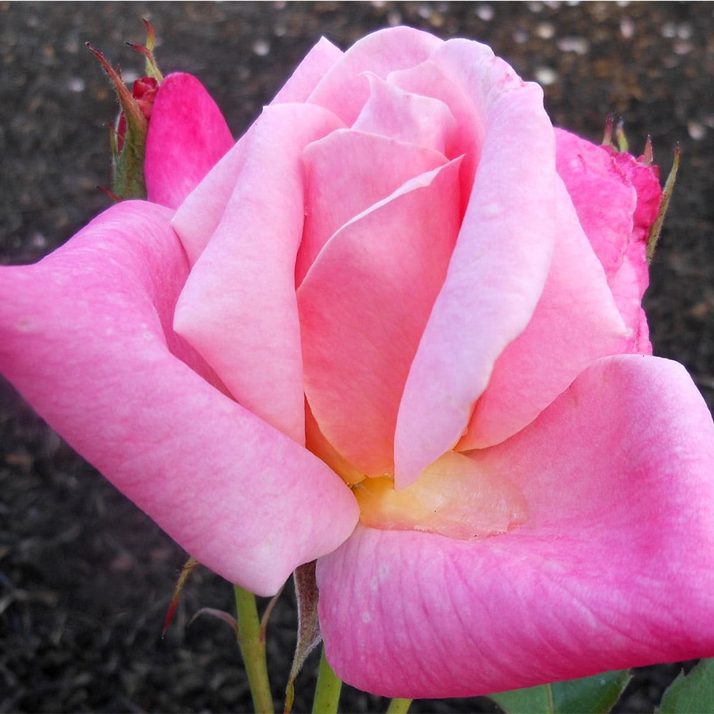 Heirloom Roses Own-Root One Gallon Pink Parfait Grandiflora Rose ...