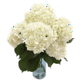 10 Premium White Hydrangea Flowers- Beautiful Fresh Cut Flowers ...