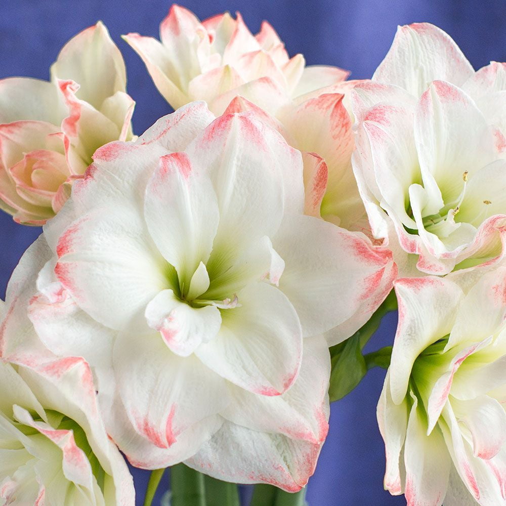 Amadeus Candy Double Amaryllis 1 Bulb - NEW! - 26/28 cm Bulb - Walmart ...