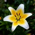 Rare Colorful Lily for Planting-(Non-Artificial)-Bloom Year After Year ...