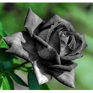 Rare Rose Seeds True Blood Rose Bush 20 Seeds - Walmart.com