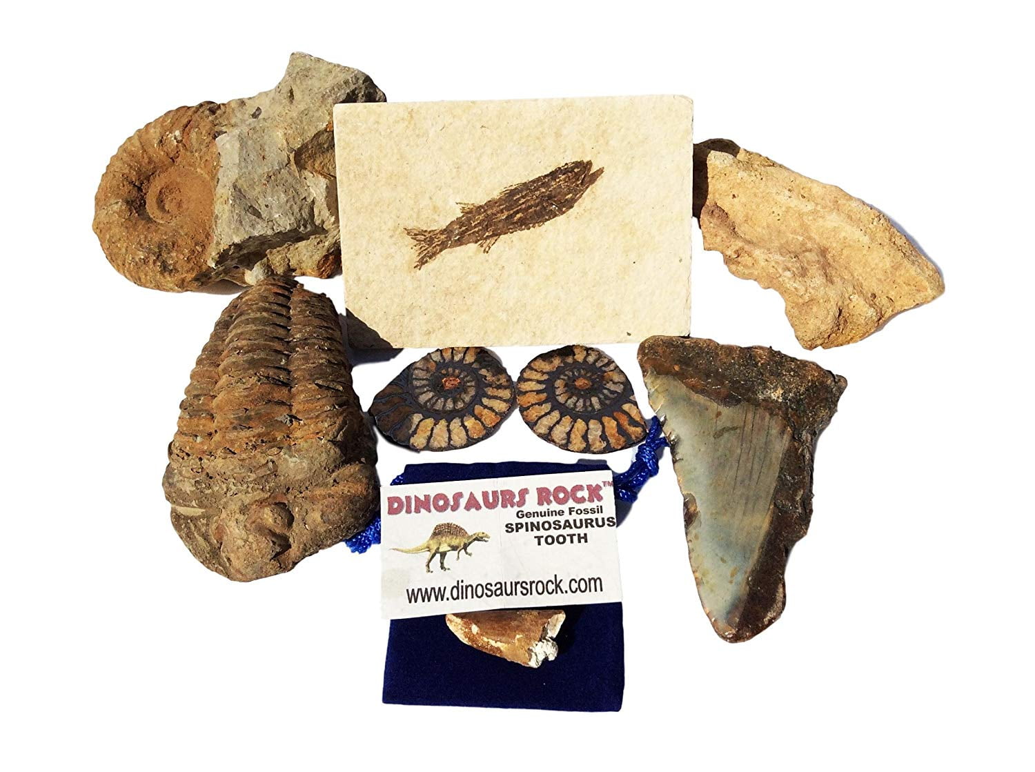 Fossil Collection Gift Pack - 7 Large Genuine Fossils - Megalodon Tooth ...