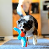 Chuckit! Indoor Fetch Dog Toy Flying Squirrel Soft Toy for Dogs, 9 ...