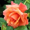 Heirloom Roses - Easy Does It™ Floribunda Rose Plant - Walmart.com