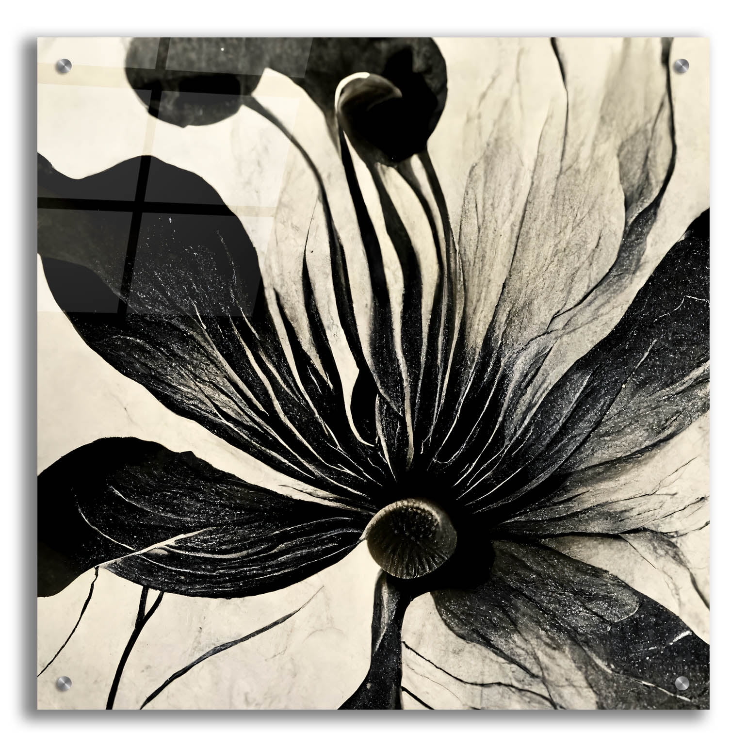 Epic Art 'Flowers Black White 14' by Ray Heere, Acrylic Glass Wall Art ...