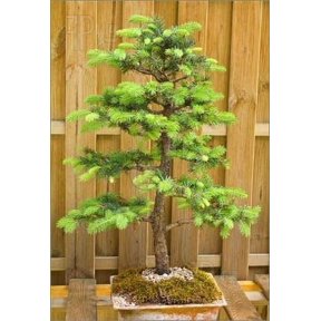 Chinese Date Bonsai Tree Seeds for Planting - 6 Seeds - Jujube, Chinese ...