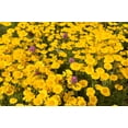 250 GOLDEN MARGUERITE DAISY Dyer's Yellow Chamomile Anthemis Tinctoria ...