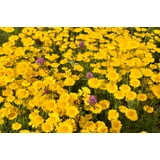 250 GOLDEN MARGUERITE DAISY Dyer's Yellow Chamomile Anthemis Tinctoria ...