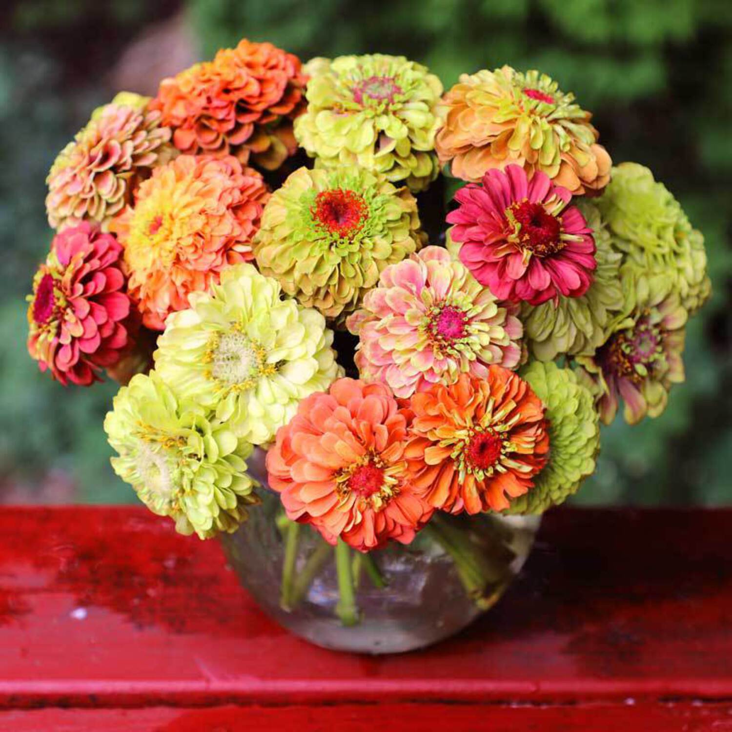 Zinnia Queeny Lime Mix Seed - NON-GMO - 250 Seeds - Walmart.com