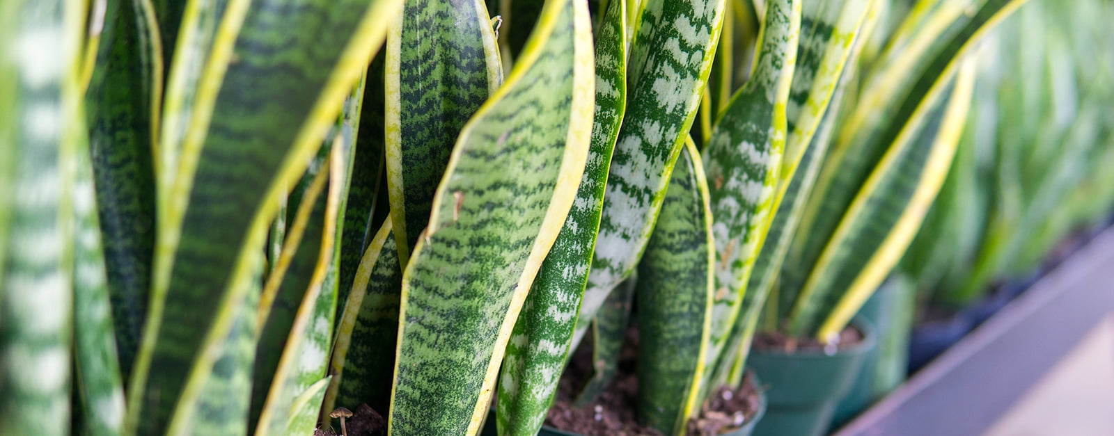 10 Inch Snake Plant Sansevieria Laurentii - Live Air Purifying ...