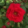 Heirloom Roses' Blaze Climbing Rose - Fragrant Red Climbing Rose Bush ...