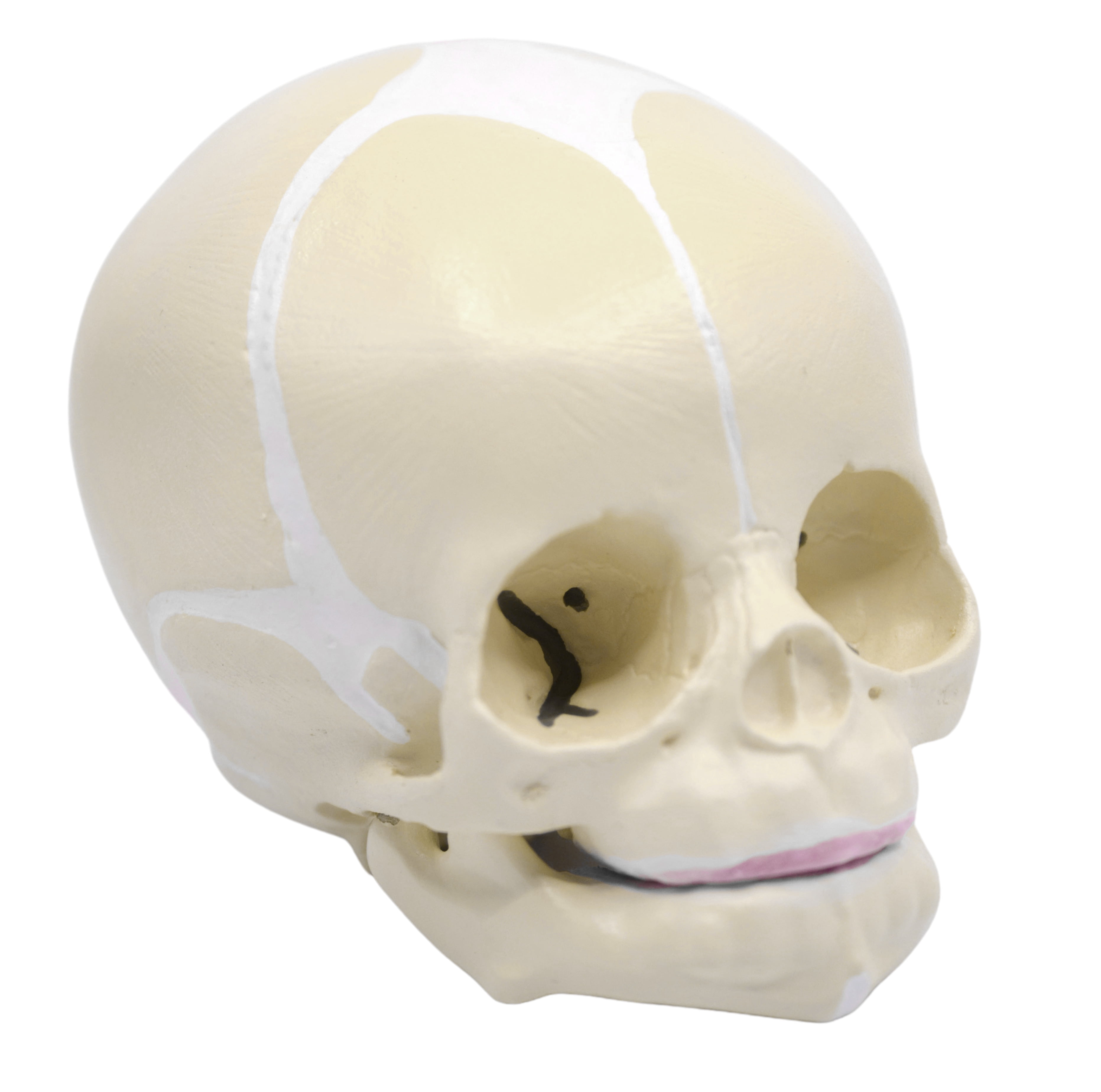 Infant Skull, Human Anatomical Model - Life Size - Articulated Mandible ...