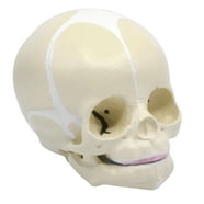 Half Human Head Model - Natural Size - Median Section - Mounted on Base ...
