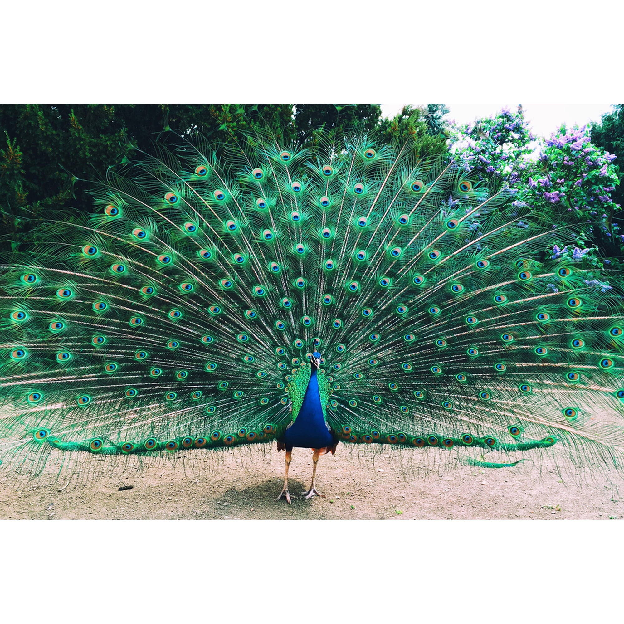 Peacock Bird Feather