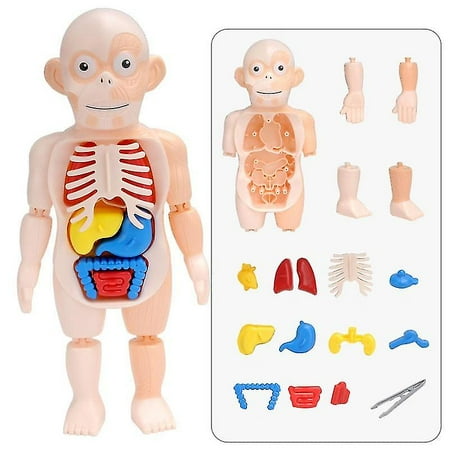 Kids Montessori 3d Puzzle Human Body Anatomy Model Educational Learning ...