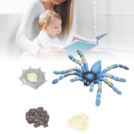 Fyydes Life Cycle Figurines,4PCS Spider Animal Life Cycle Hand Drawn ...