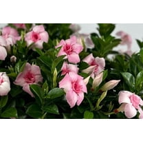 Mandevilla, Bluephoria Blue Flowers Starter Plants, Lot of 2 - Walmart.com