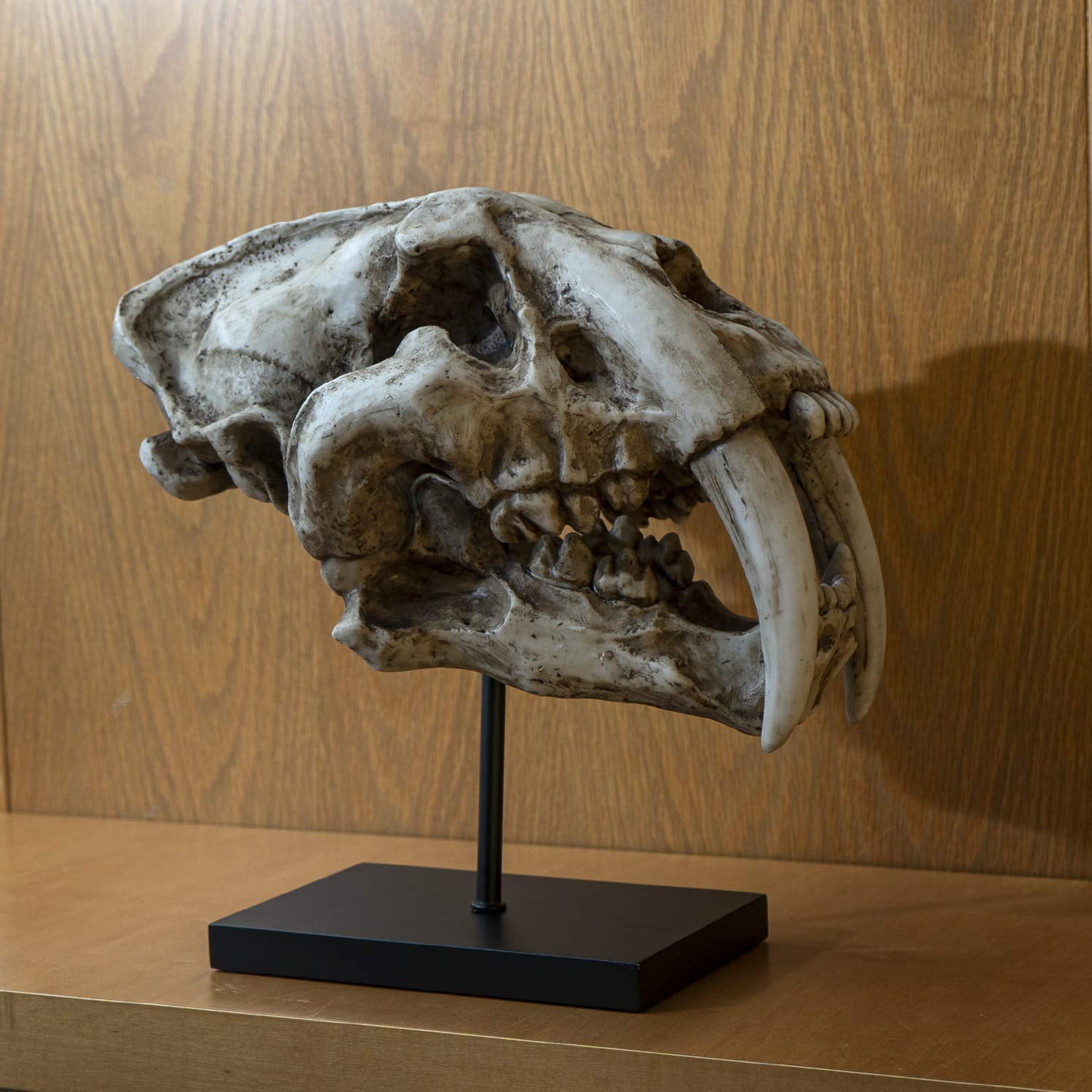 Ebros 13" Wide Replica Dinosaurs Sabertooth Skeleton Skull Fossil Resin ...