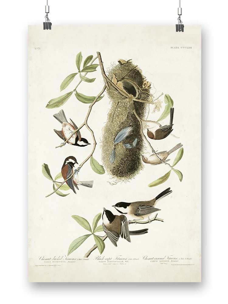 Crested Titmouse. Poster - John James Audubon Designs, - Walmart.com