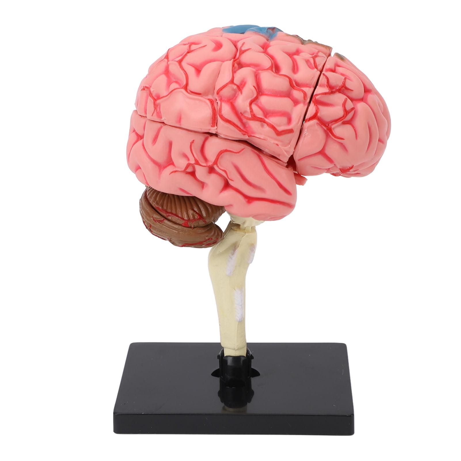 Click here for Youthink Human Brain Anatomical Model  Multi Purpo... prices