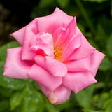 Heirloom Roses Hybrid Tea - Eiffel Tower Pink Rose Bush - Walmart.com