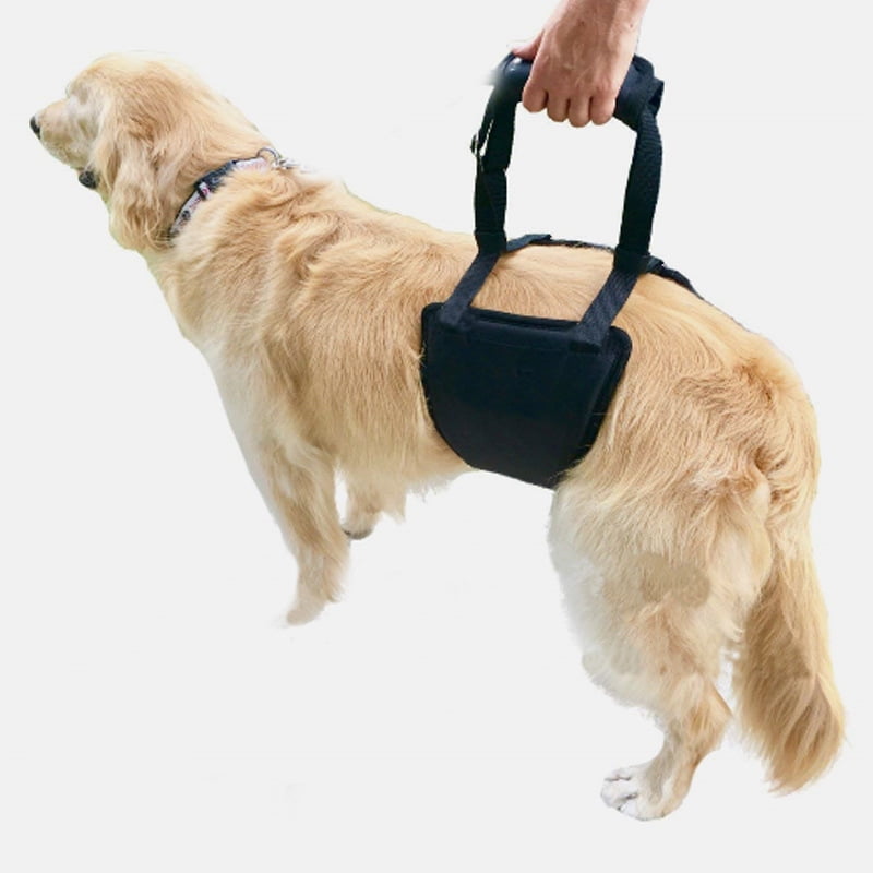 How Do You Lift An Old Dog