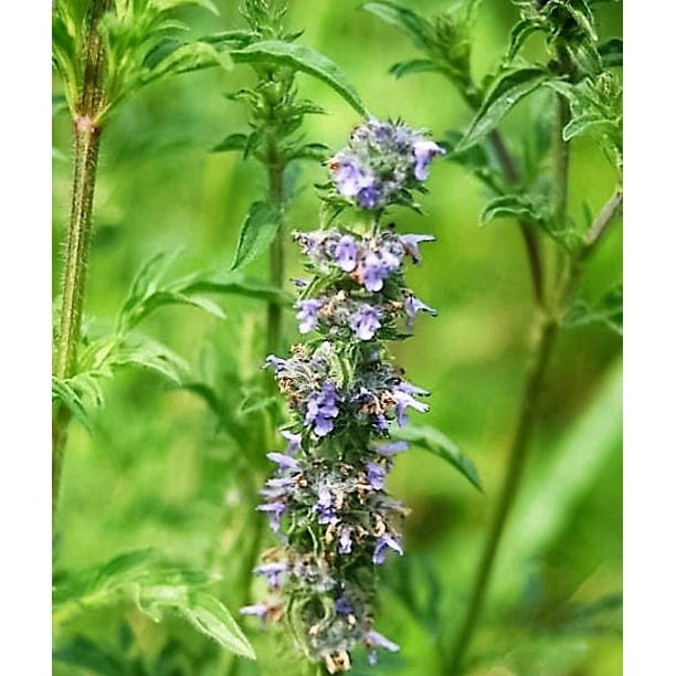 250 JAPANESE CATNIP Herb Purple Flower Jing Jie Schizonepeta Tenuifolia ...