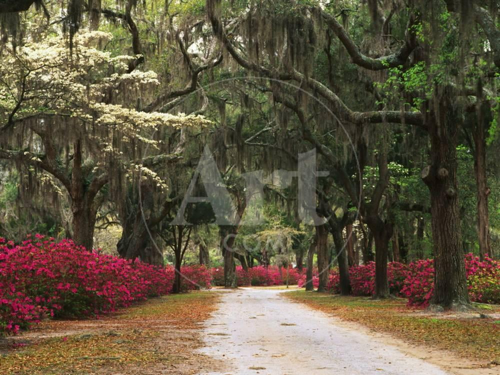 Road Lined with Azaleas and Live Oaks, Spanish Moss, Savannah, Georgia ...